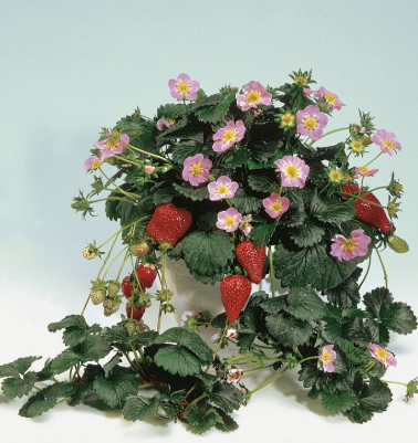 Strawberry - Fragoo Pink – The Plant Broker