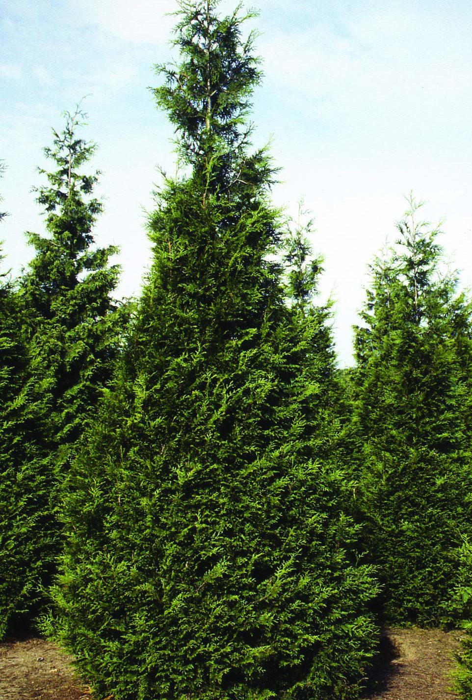 Thuja plicata Fastigiata – The Plant Broker