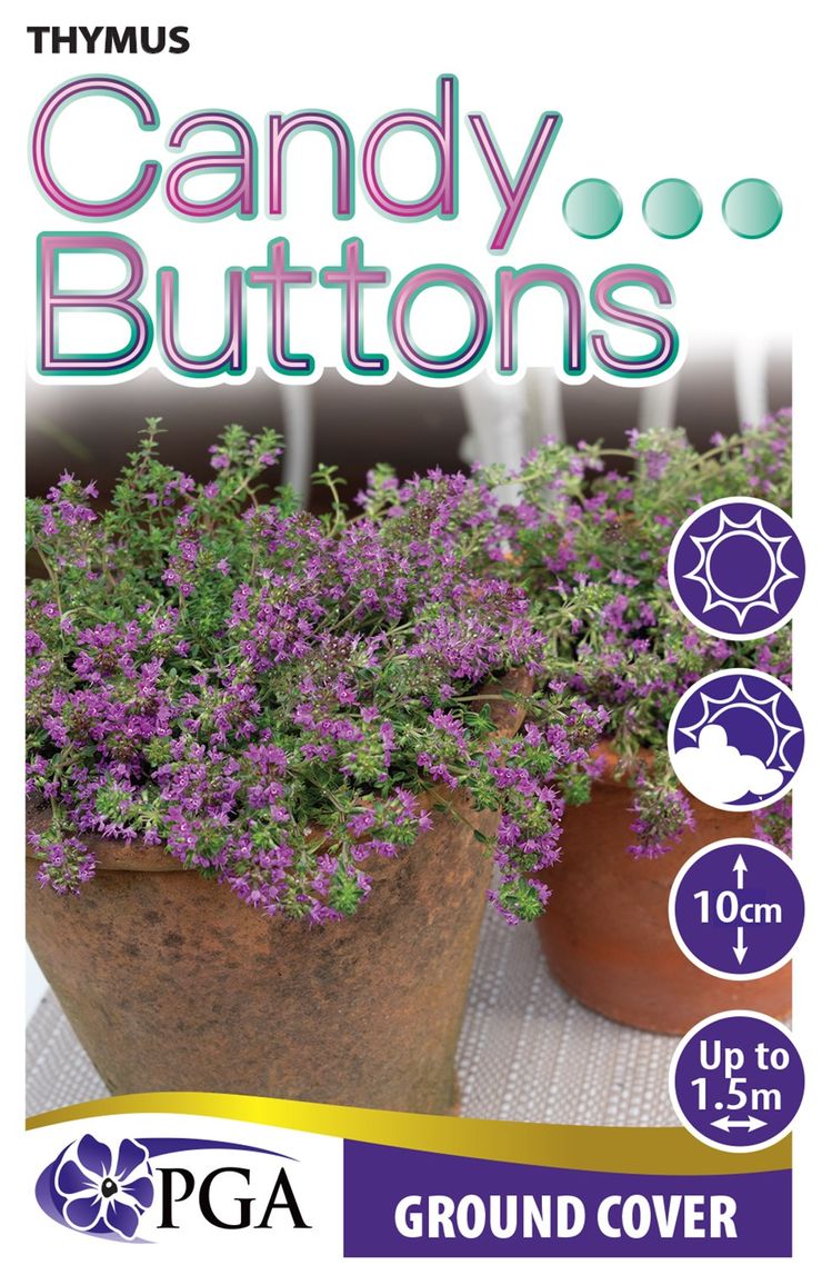 Thymus ‘Candy Buttons’ – The Plant Broker