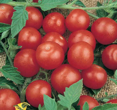 Tomato - Patio Prize – The Plant Broker