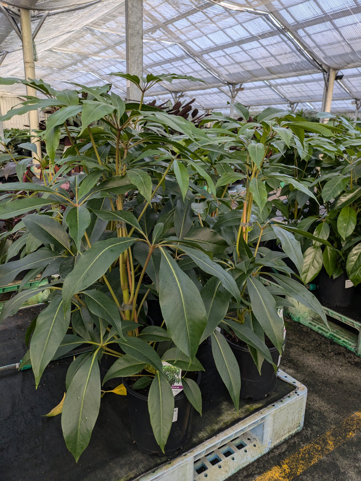 Tupidanthus calyptratus – The Plant Broker