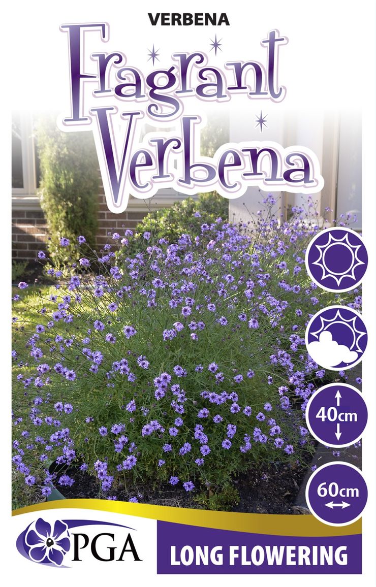 Verbena ‘Fragrant Verbena’ – The Plant Broker