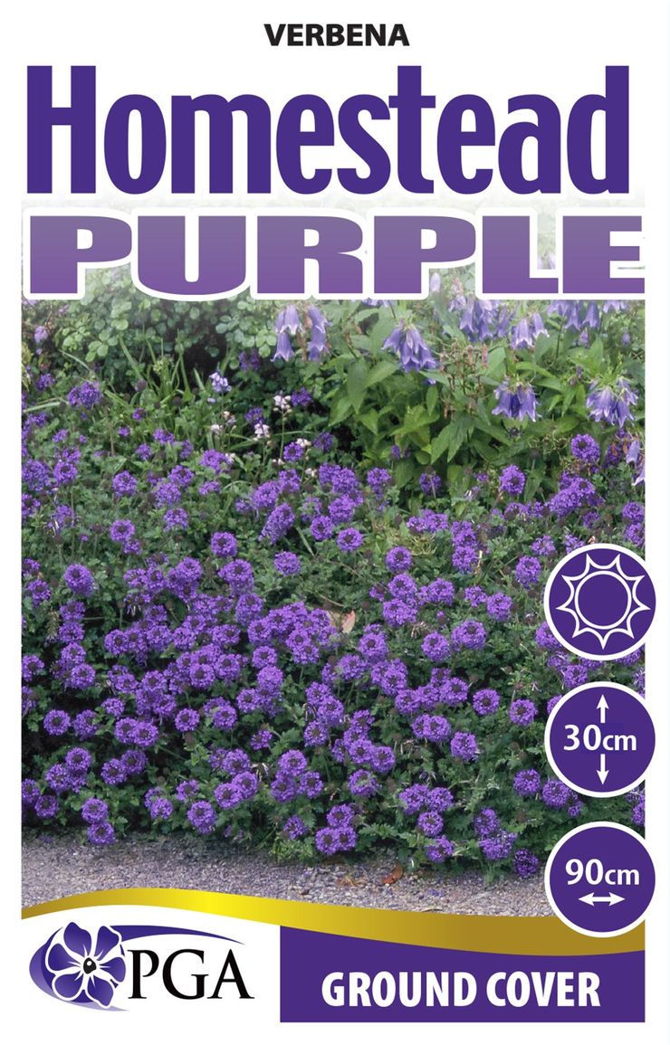 Verbena ‘Homestead Purple’ – The Plant Broker