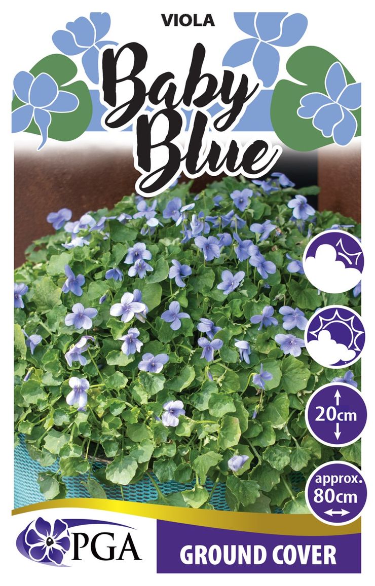 Viola ‘Baby Blue’ – The Plant Broker