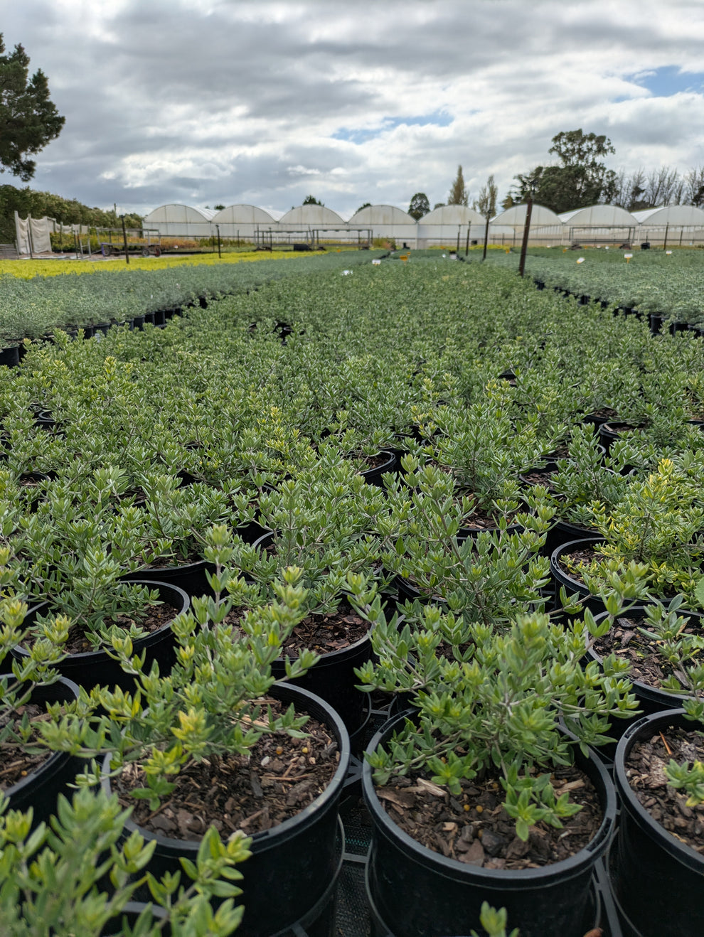 Westringia hyb. (WES01) NARINGA™ – The Plant Broker