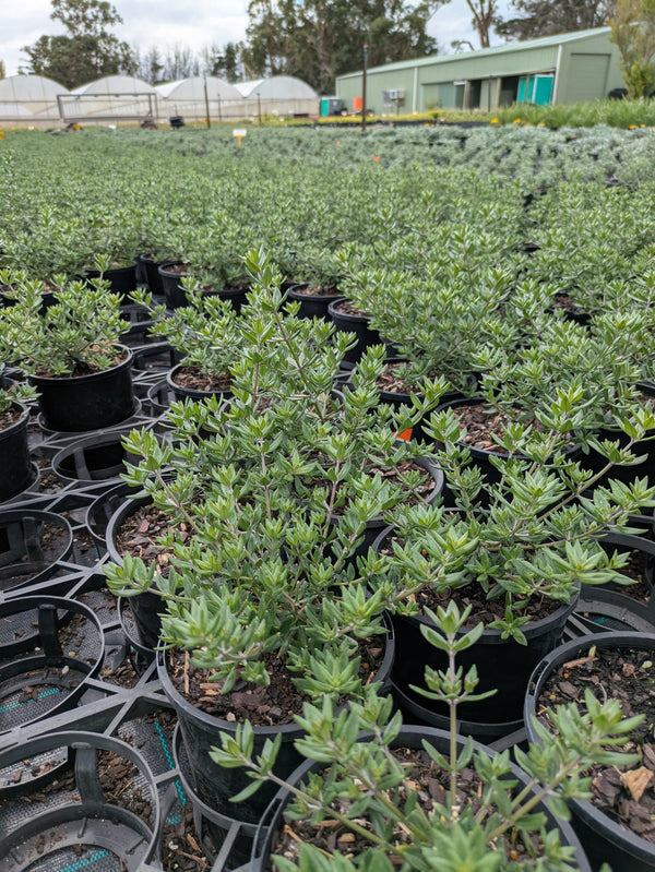 Westringia hyb. (WES08) AUSSIE BOX® – The Plant Broker