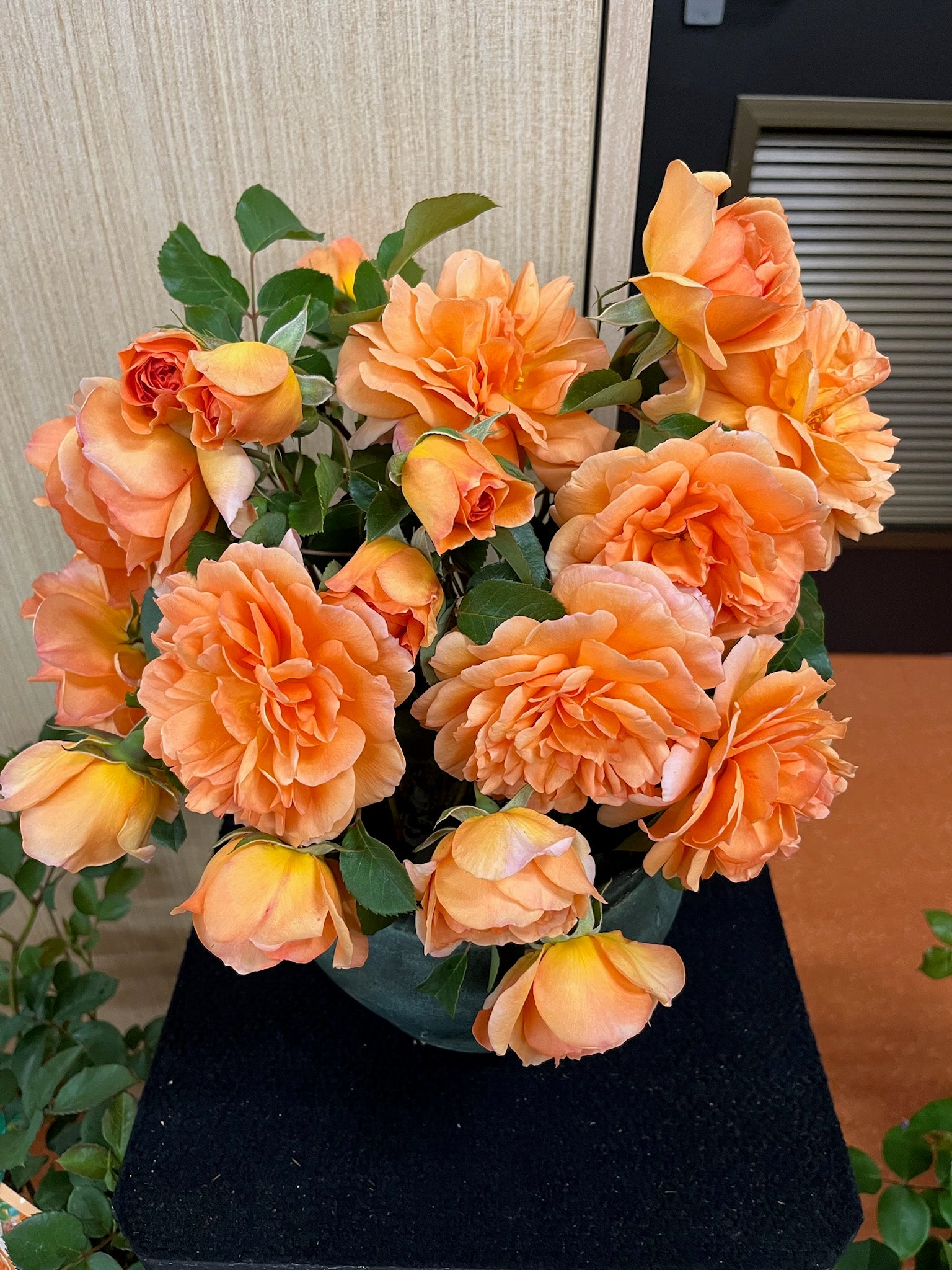 Rose - Dame Judy Dench – The Plant Broker
