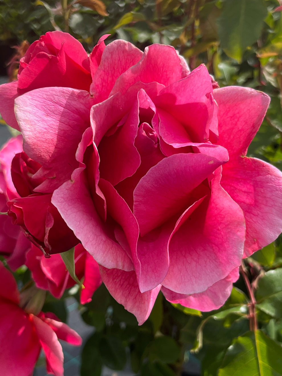 Rose - Duet – The Plant Broker